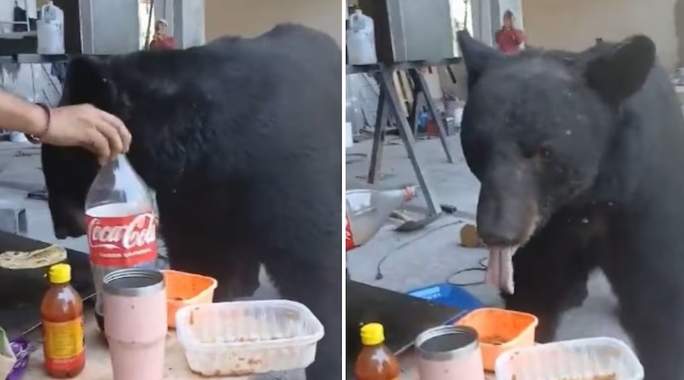 VIDEO VIRAL: Un oso causa revuelo en San Pedro Garza García tras robar ...